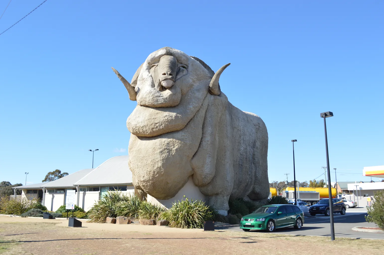Big Merino | The Brain Chamber