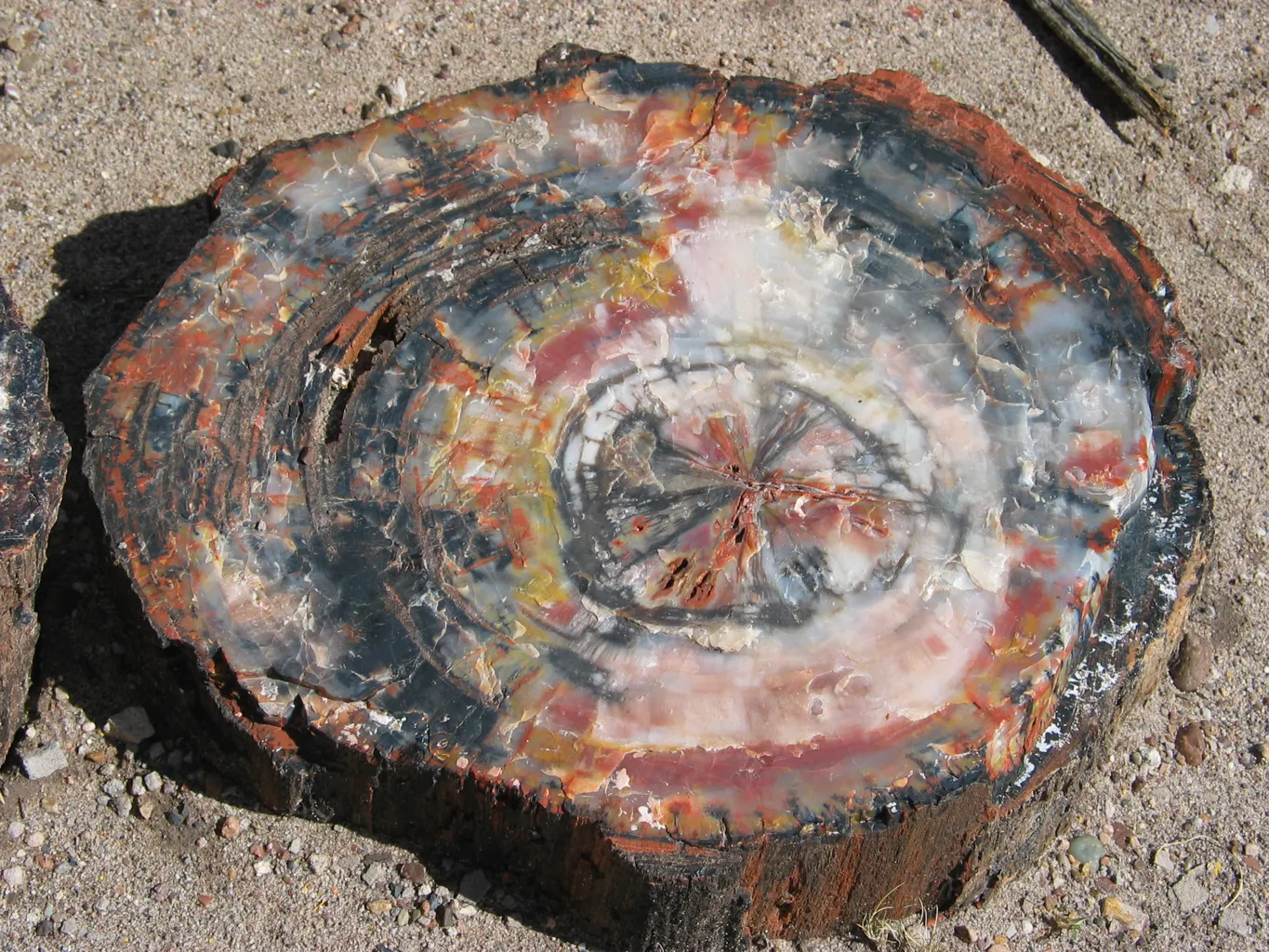 Petrified Forest National Park | The Brain Chamber